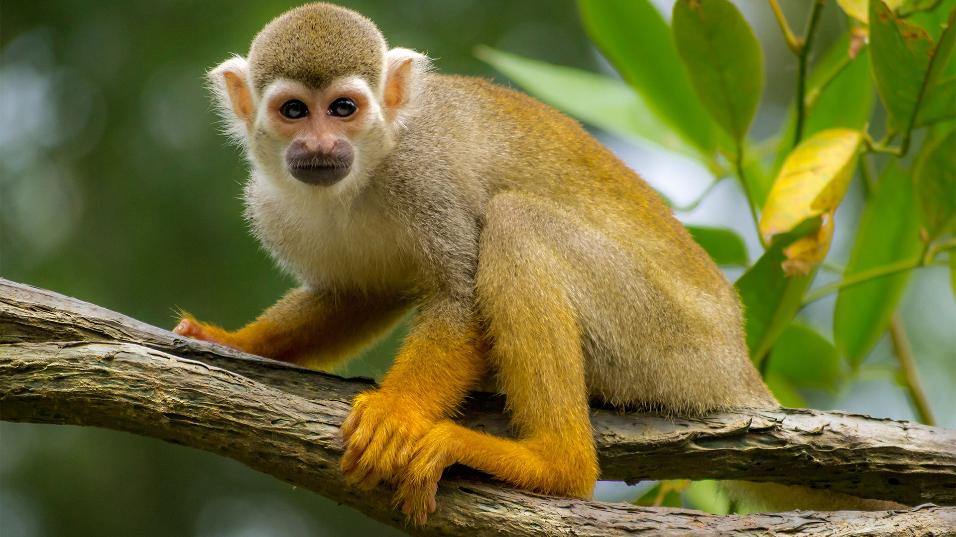 Tulemar Gardens | Tulemar Resort Hotel